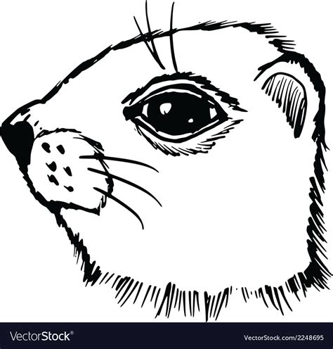 Gopher Royalty Free Vector Image Vectorstock