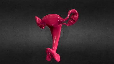 Vulva 3d Models Sketchfab