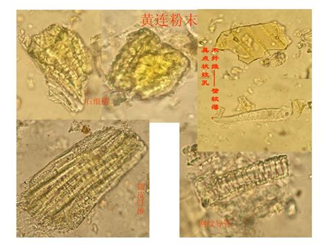 中药鉴定学8中粉末考试显微特征图word文档在线阅读与下载无忧文档