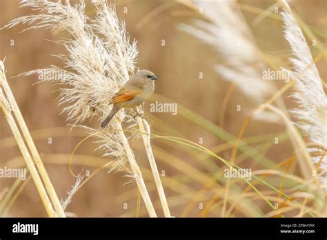 Grayish Baywind Agelaioides Badius Perched On A Pampas Grass
