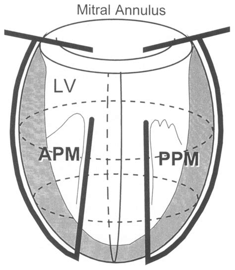 J Shaped Complex This Complex Consists Of A Descending Limb Download Scientific Diagram