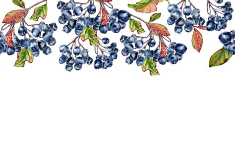 수채화 블랙 초크베리 아로니아 열매와 잎의 완벽한 테두리 고립 식물 가을 반복 패턴의 나뭇 가지와 푸른 열매를 손으로 그린 패브릭 프린트 계절 배너 0명에 대한 스톡 벡터