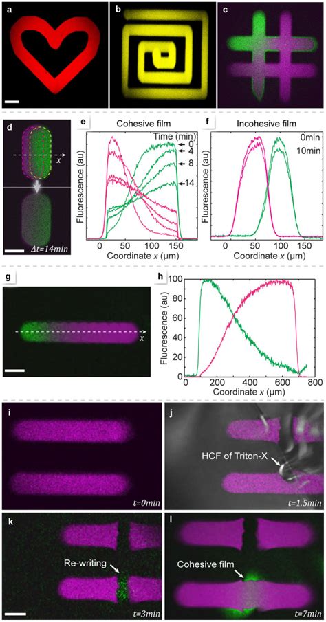 Scale bars μm Confocal micrographs of a loop a and a connected Download Scientific