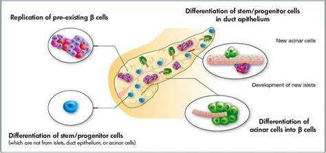 Pictures Of Beta Cells Healthiack