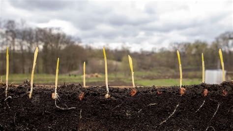 Premium Photo Young Shoots Of Corn With Roots
