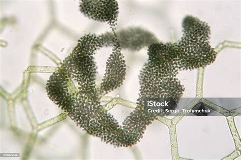 Freshwater Algae Hydrodictyon Reticulatum And Group Of Cyanobacteria
