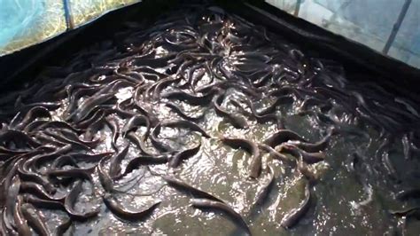 กระชังบก เลี้ยงปลาดุก ด้วยกระชังบนดิน 2 Youtube