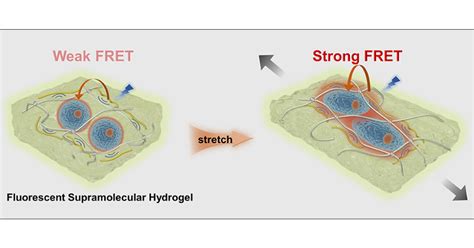 Conjugated Polymer Functionalized Stretchable Supramolecular Hydrogels To Monitor And Control