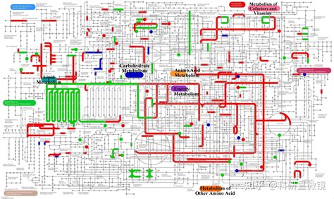 如何整合转录组和代谢组分析结果，这篇文章交了一份完美答卷 知乎