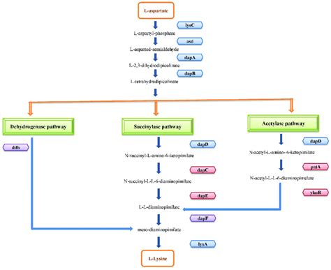 Lysine Biosynthesis Dap Pathway Lysine Biosynthesis Genes Regulated By