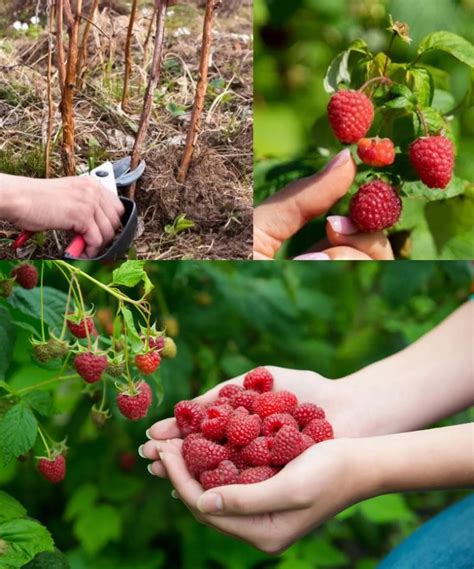 How To Prune Raspberry Plants Key Steps For Healthy Growth Grandma
