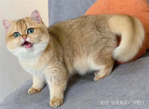 金渐层颜色色号区分金渐层稀有色科普篇 知乎