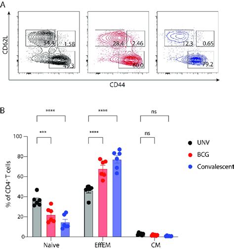 Memory Cd4 T Cell Subsets In The Lungs Of Bcg Vaccinated Mice After
