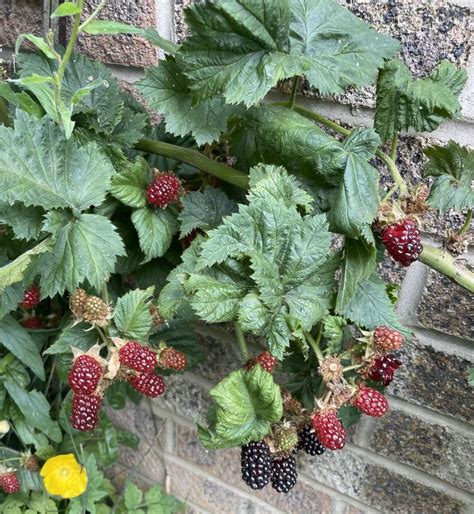 Womensupportingwomen Careercoachingforwomen Womeninengineering Jenny Sharp Icf Acc