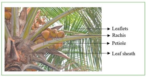 Detection Of Coconut Clusters Based On Occlusion Condition Using