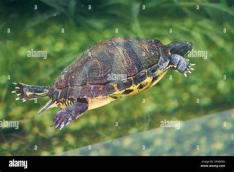 Red Eared Slider Turtle Trachemys Scripta Elegans Swimming In Crystal