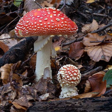 Amanita Muscaria