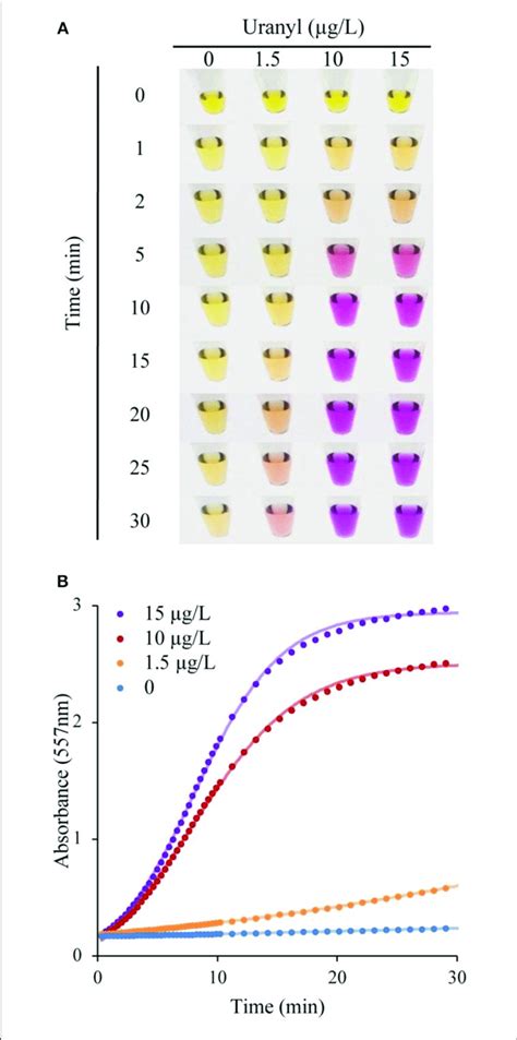 Dnazyme Induced Colorimetric Uranyl Detection Assay Using Visual And Download Scientific