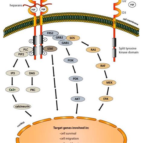 Fibroblast Growth Factor Receptors Fgfrs Dependent Signaling Download Scientific Diagram