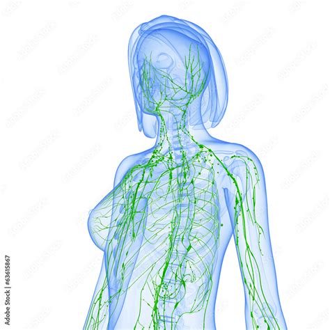 D Anatomy Of Female Lymphatic System Stock Photo Adobe Stock