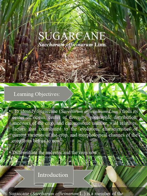 Sugarcane Saccharum Officinarum Linn Pdf Sugarcane Organisms