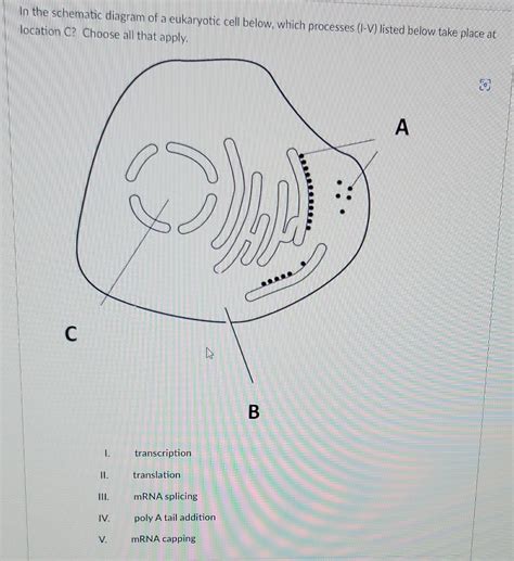 Solved In The Schematic Diagram Of A Eukaryotic Cell Below