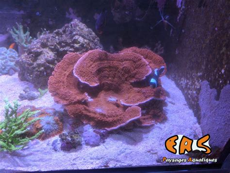 Montipora Spp Plateau Rouge Eas Paysages Aquatiques