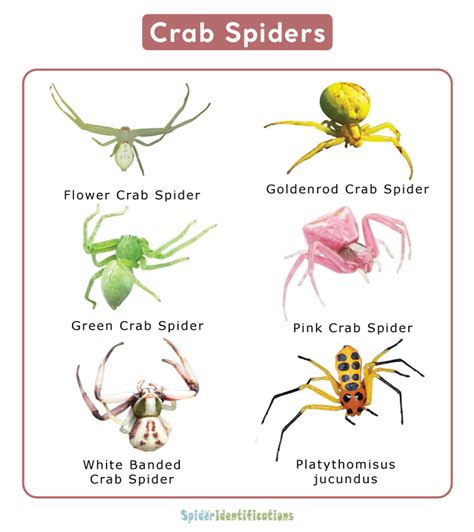 Crab Spider Bite