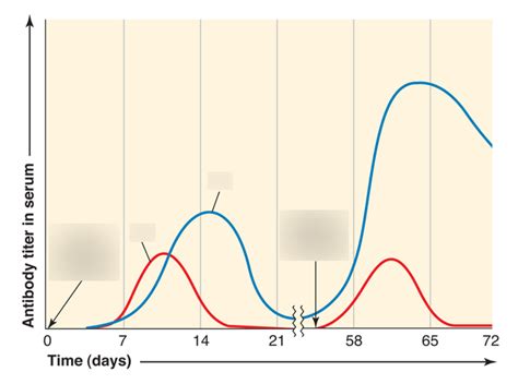 Immunology And Serology Antibody Structure And Function Diagram Quizlet