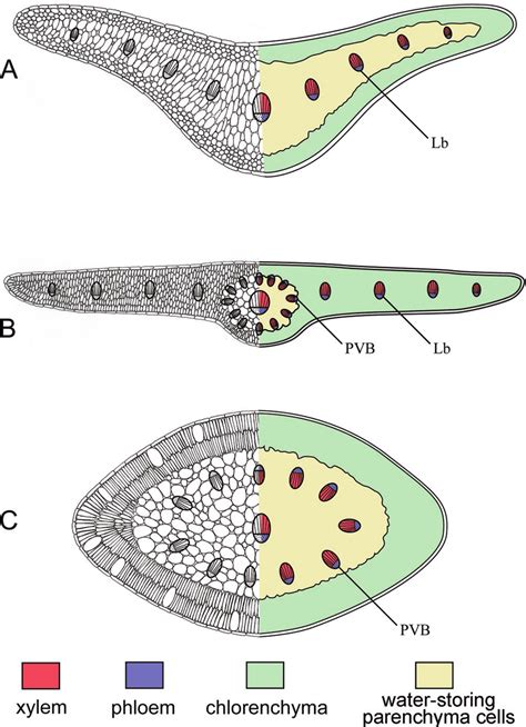 Vascular Bundle Labelled