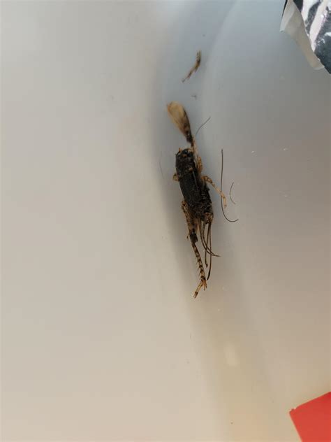 Dead Insect In Drawer Japan R Whatsthisbug