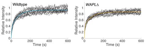 Figures And Data In Scc2 Nipbl Hops Between Chromosomal Cohesin Rings