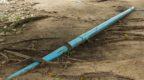 Understanding The Impact Of Tree Roots In Emergency Drain Blockages Woolf Plumbing