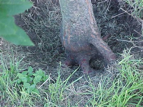 Dirt Doctor Library Topics