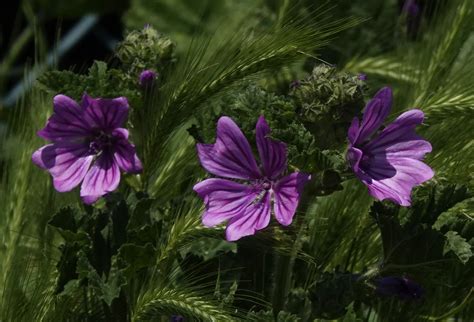 Mallow Renaturing Seaford