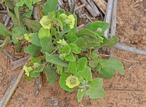Smallflower Groundcherry Nash Prairie Plants List · Inaturalist