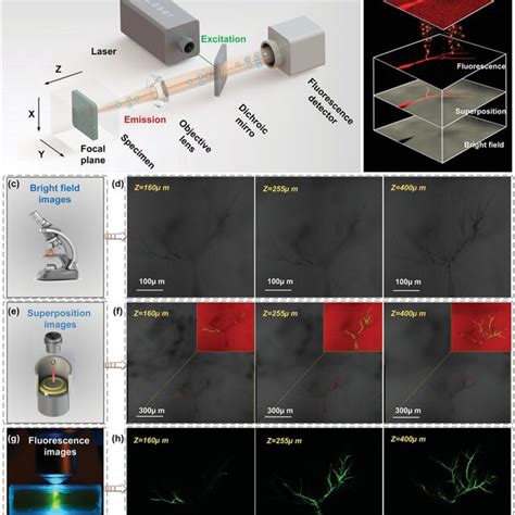 Schematic Illustration Of Electrical Tree Fluorescence Imaging A Download Scientific Diagram