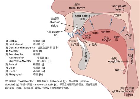 国际音标速成教程 知乎