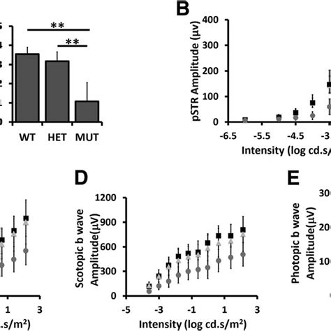 Pathologic Features Of Phpv Phenotype In Mut Mice Photomicrograph Of
