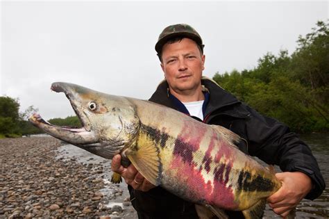 Горбуша - Oncorhynchus gorbuscha (розовый лосось)