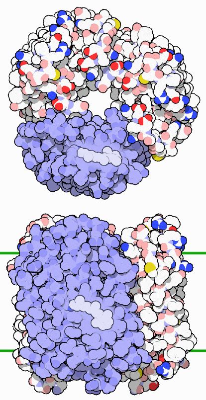 Pdb 101 Molecule Of The Month Bacteriorhodopsin
