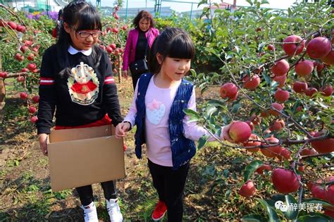 苹果熟了快来采摘富硒苹果体验丰收的喜悦吧