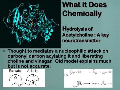 Ppt The Biology And Physiology Of Cholinesterase Running A Cholinesterase Program Powerpoint