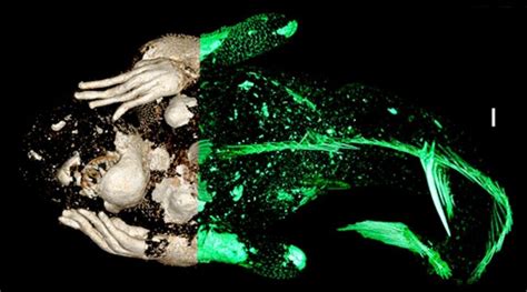 مومیایی ترسناک با ظاهری شبیه میمون و پری دریایی تصاویر