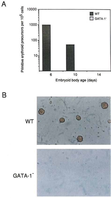 Figure 1 From Novel Insights Into Erythroid Development Revealed