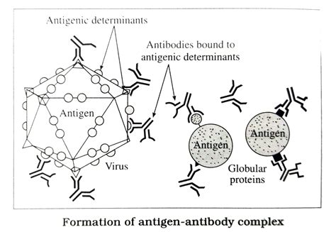 Antigen Antibody Diagram