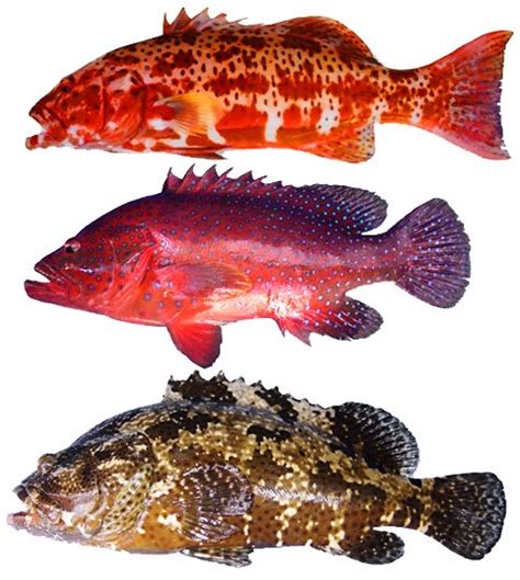 Eight Types Of Grouper Fish Gintai昇泰
