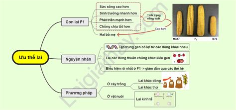 Phương Pháp Solvay Tìm Hiểu Chi Tiết Và Ứng Dụng Thực Tiễn