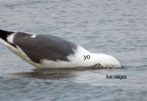 Yo Tus Nalgas Tarotparagatoss Memes