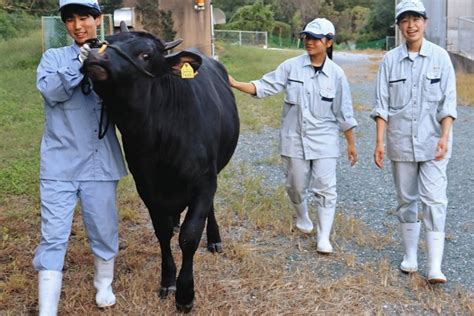 全国和牛能力共進会 くゆる号減量成功首席目指す 愛知渥美農高ニュース中日BIZナビ
